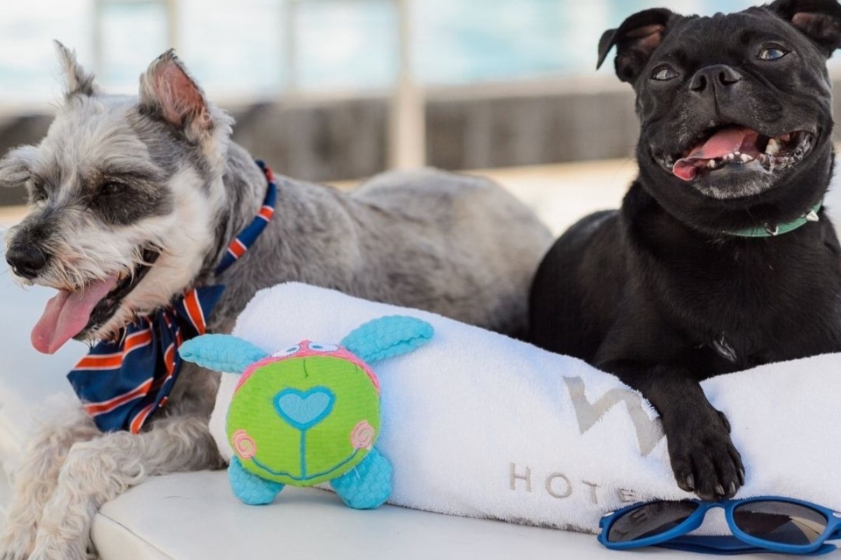 Learn More About American Service Pets Helpful Information Learn More About American Service Pets Helpful Information
