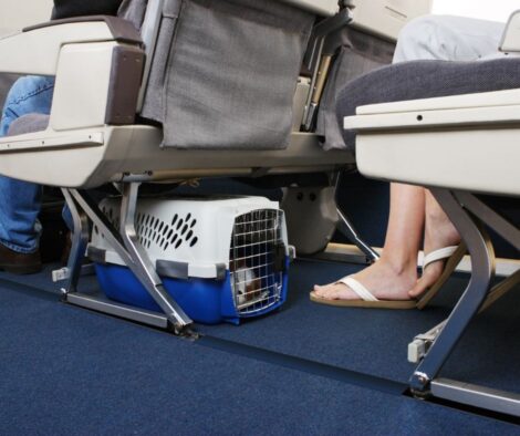 Flying With Service Animals IN US DOT Rules