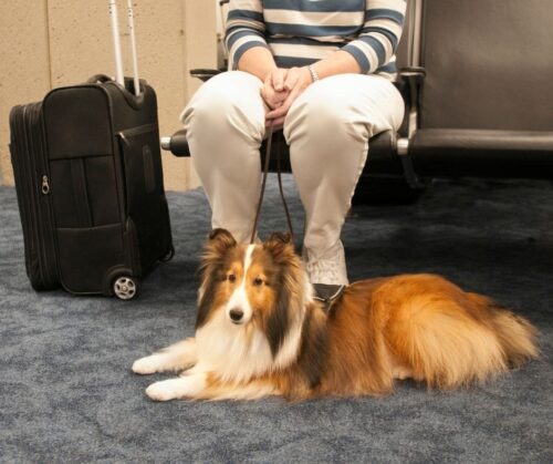 Flying With Service Animals IN US DOT Rules
