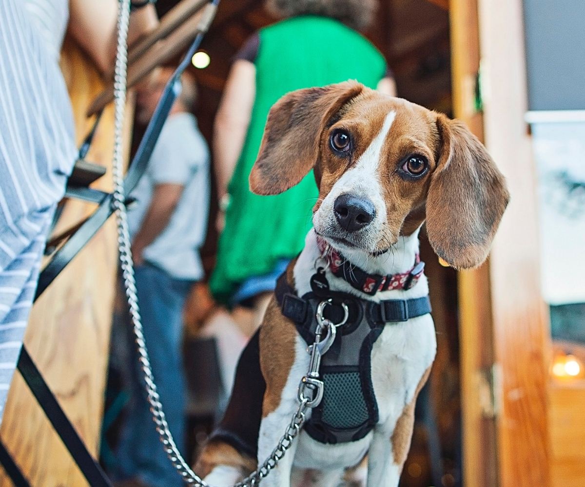 All You Need To Know About Psychiatric Service Dogs - American Service Pets