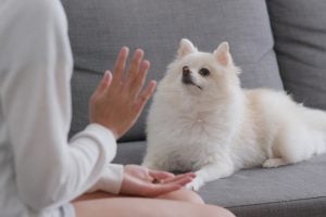 Best Type Of Assistance Animal For Your Needs
