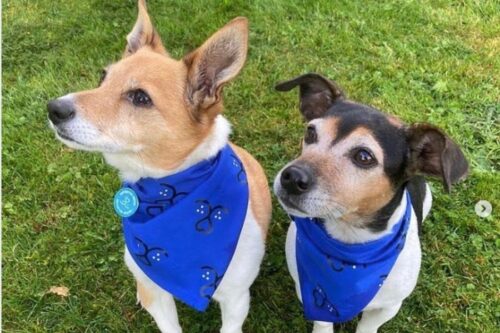 Buckingham Palace Welcomes New Royal Dogs!