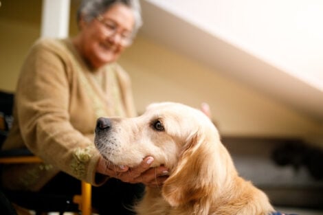 Best Type Of Assistance Animal For Your Needs