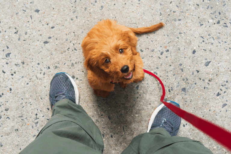 Dog NYC Subway – Are Dogs Allowed On The Subway In NYC?